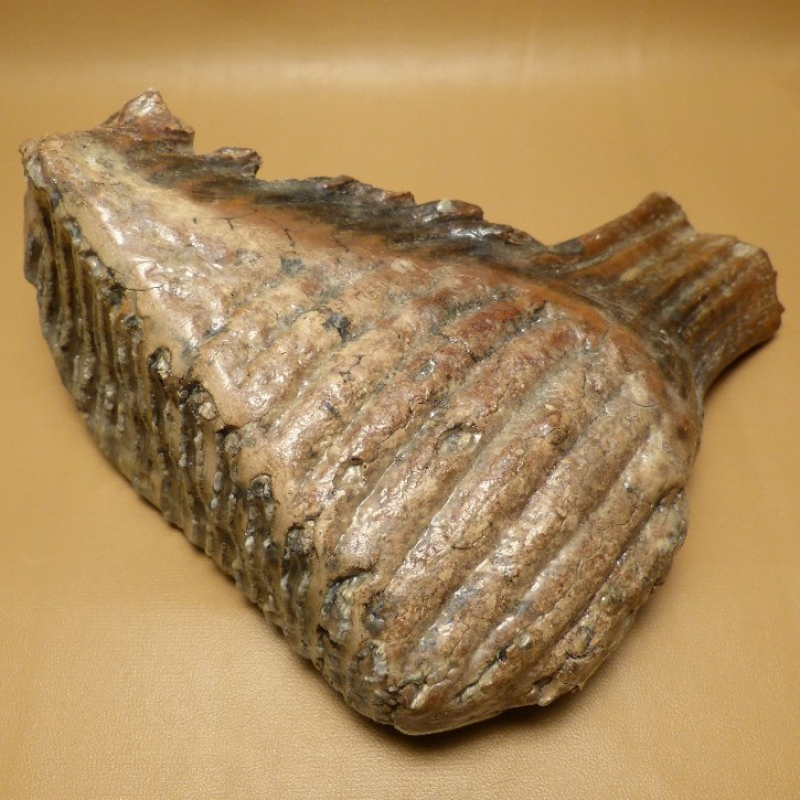 Mammut-Backenzahn mit langer Wurzel-3738/8