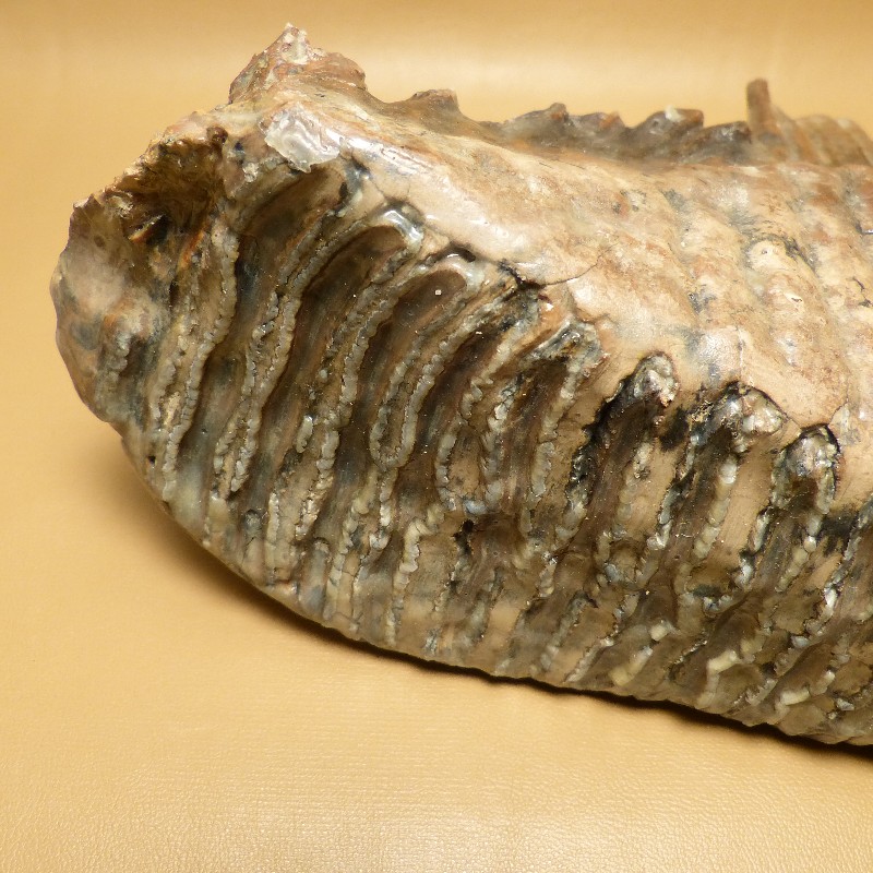 Mammut-Backenzahn mit langer Wurzel-3738/8