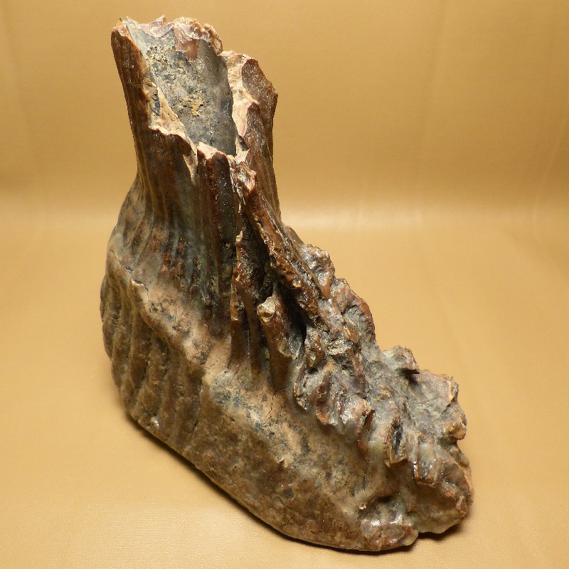 Mammut-Backenzahn mit langer Wurzel-3738/8